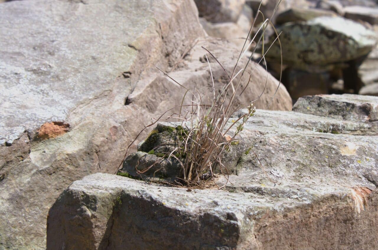 Natural Moss Boulders in McKinney | JBS