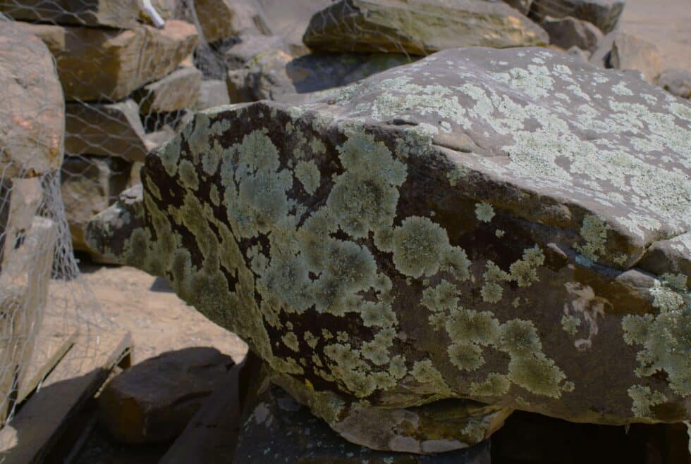 Natural Moss Boulders in McKinney | JBS